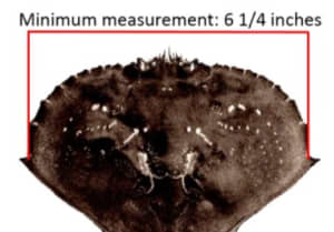 Crabbing Season in Puget Sound | Fisheries Supply